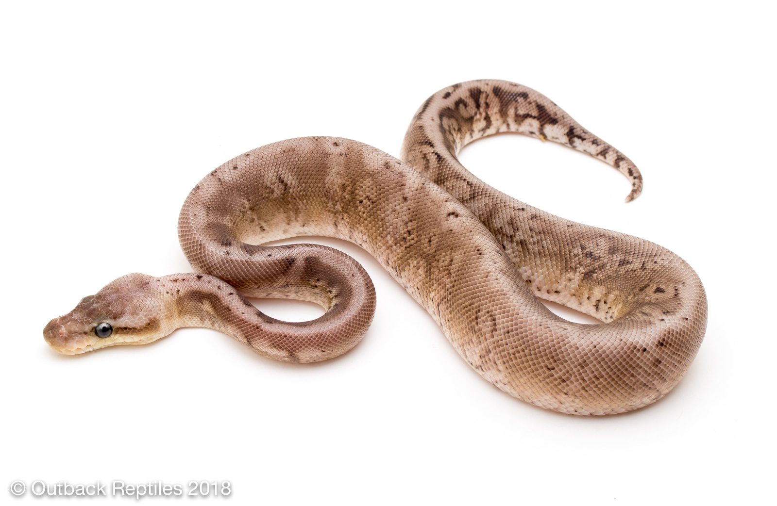 silver cinder bee male | Outback Reptiles