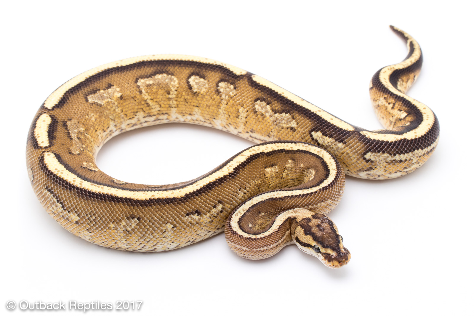 super stripe male | Outback Reptiles