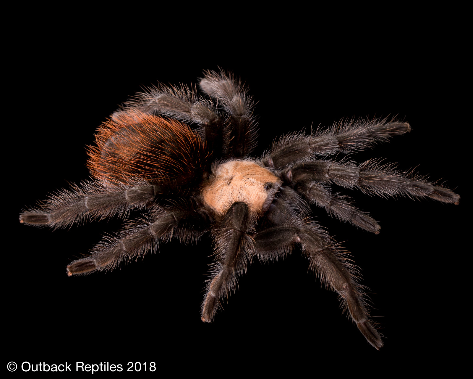 Golden red rump tarantula | Outback Reptiles