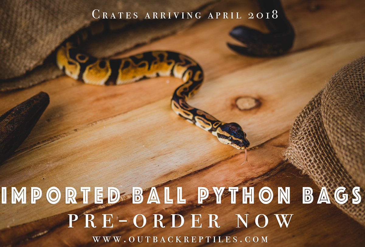 ball-python-baby-bag-ad | Outback Reptiles