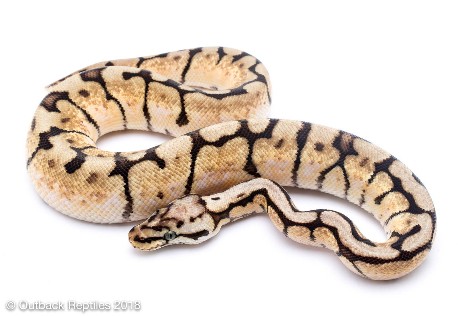 bumblebee ball python for sale male | Outback Reptiles