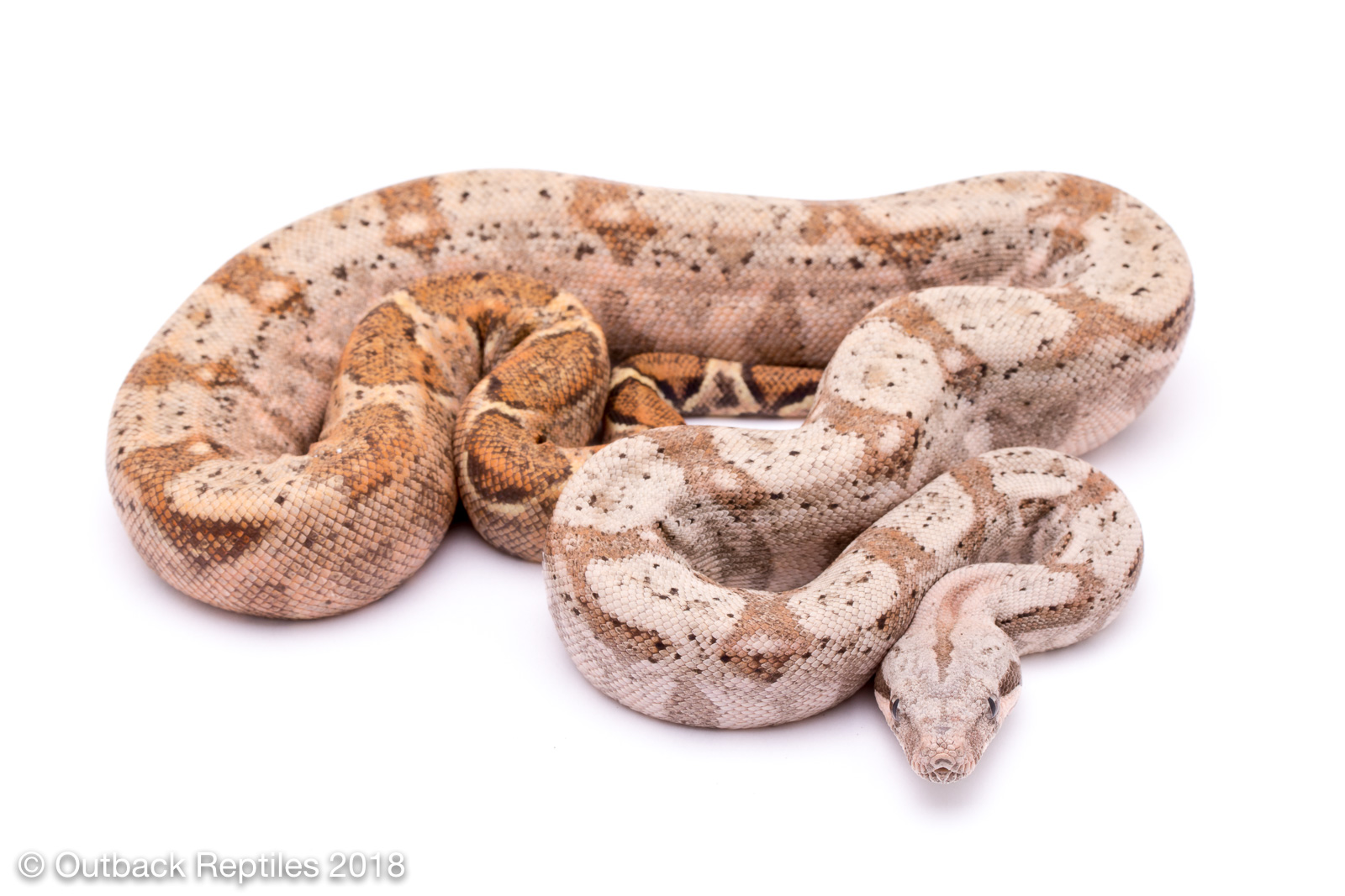 hog island boa male | Outback Reptiles