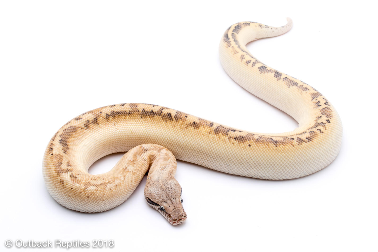 ivory blood male | Outback Reptiles