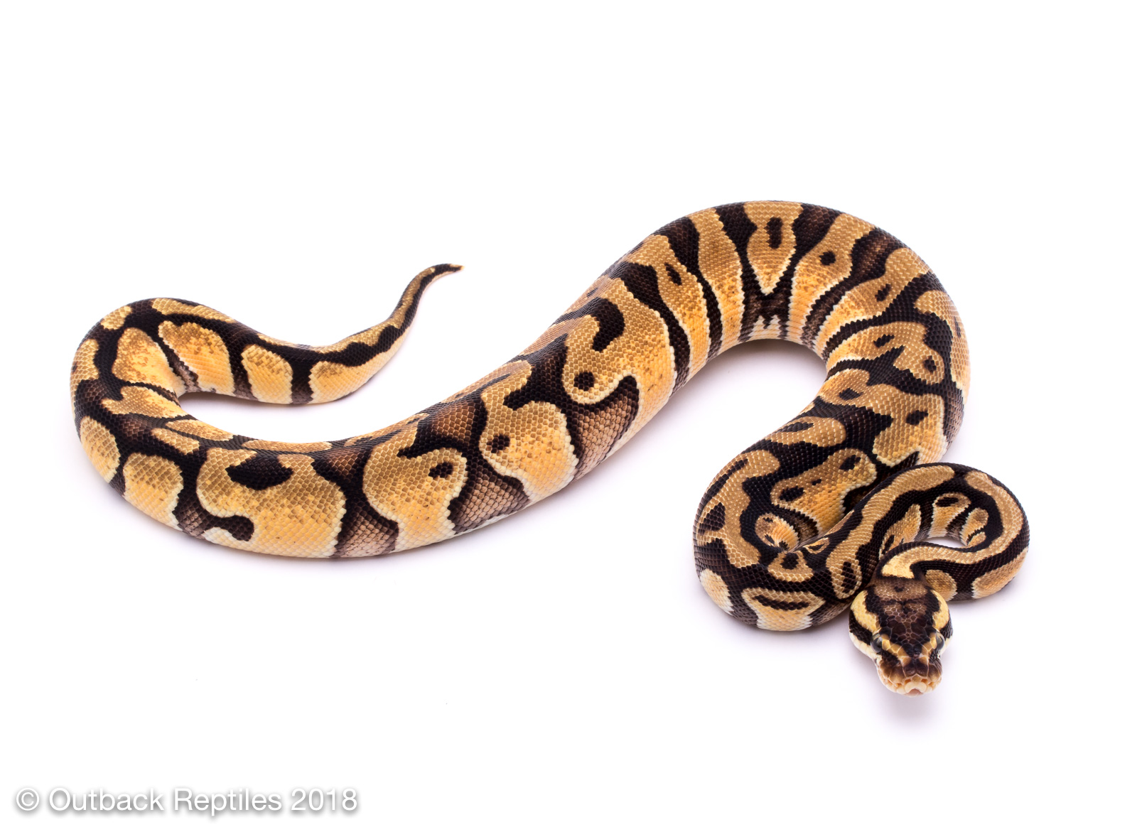 pastel enchi het clown poss od | Outback Reptiles