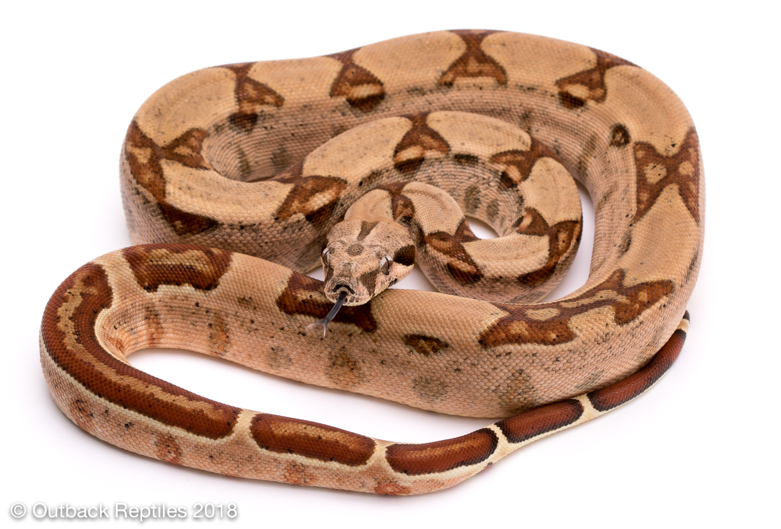 striped hypo boa female | Outback Reptiles