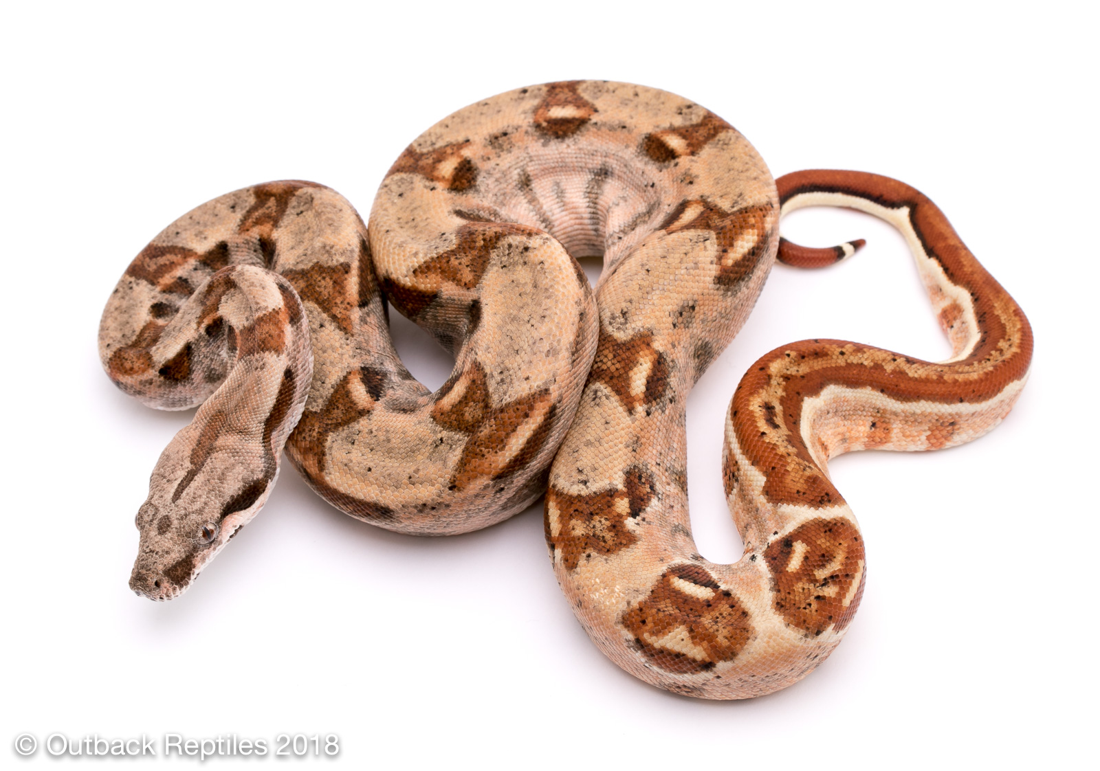 striped hypo boa male | Outback Reptiles