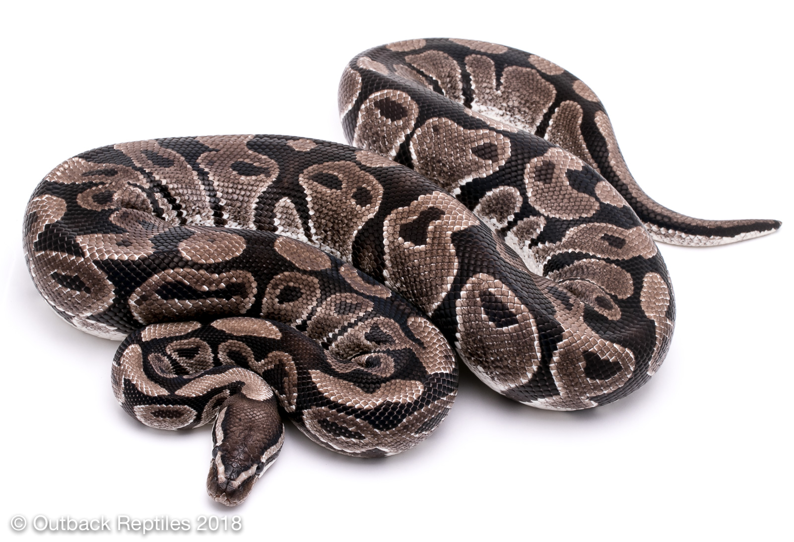 vpi axanthic male | Outback Reptiles
