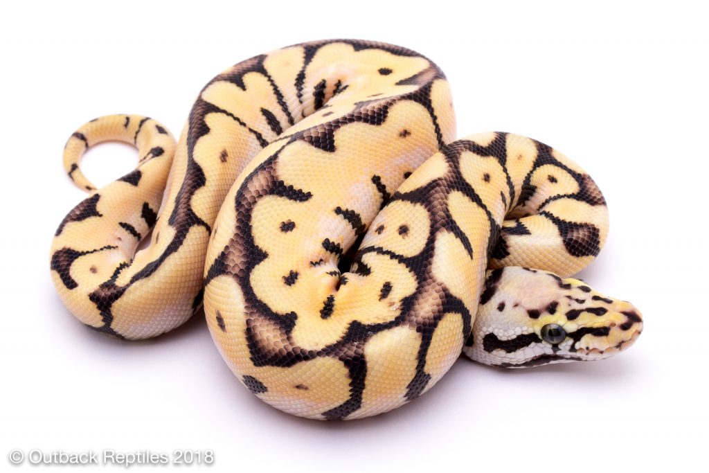 Lace Bee | Outback Reptiles