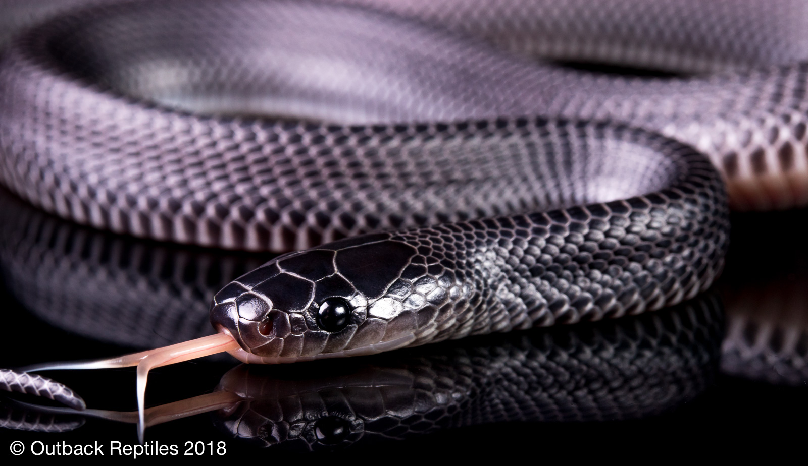 baby file snake | Outback Reptiles