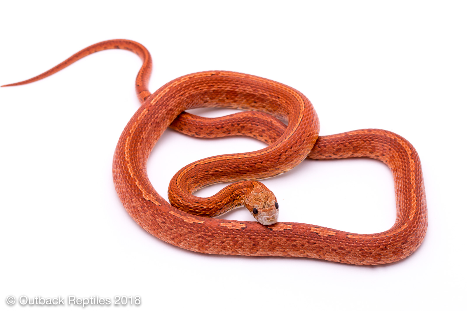 Hypo Bloodred Corn Snake