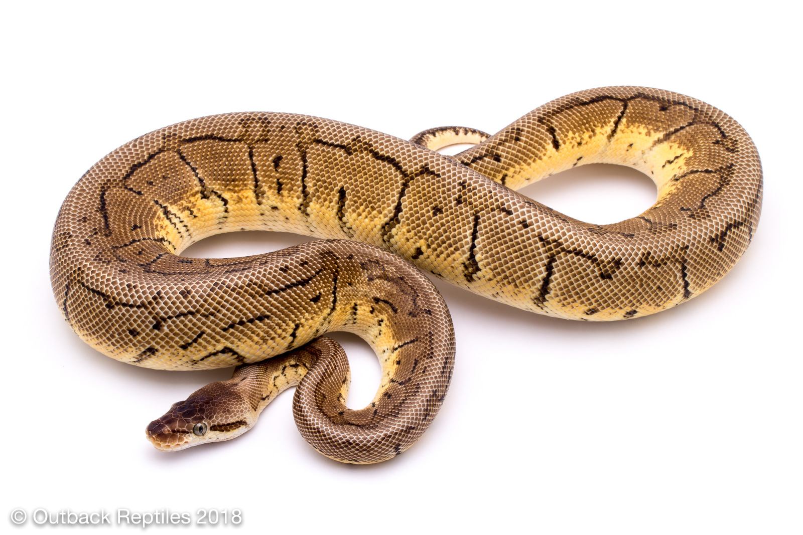 lemonblast female | Outback Reptiles