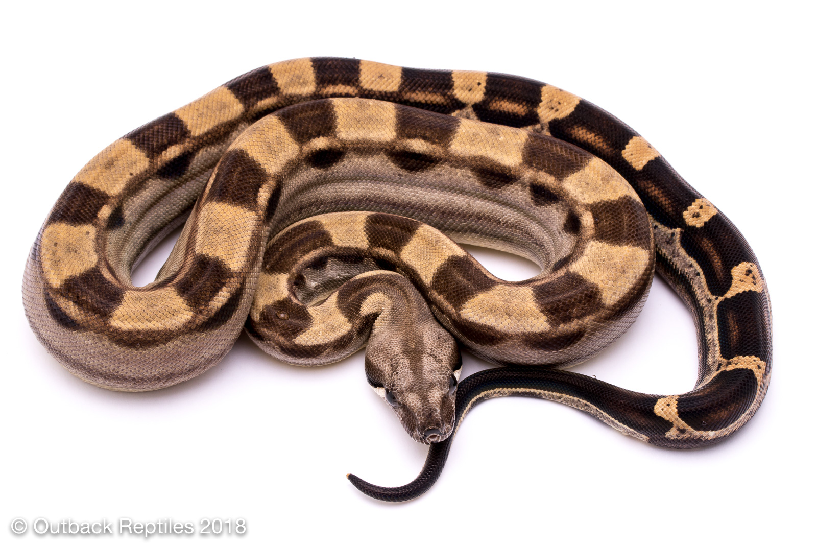 motley boa male | Outback Reptiles