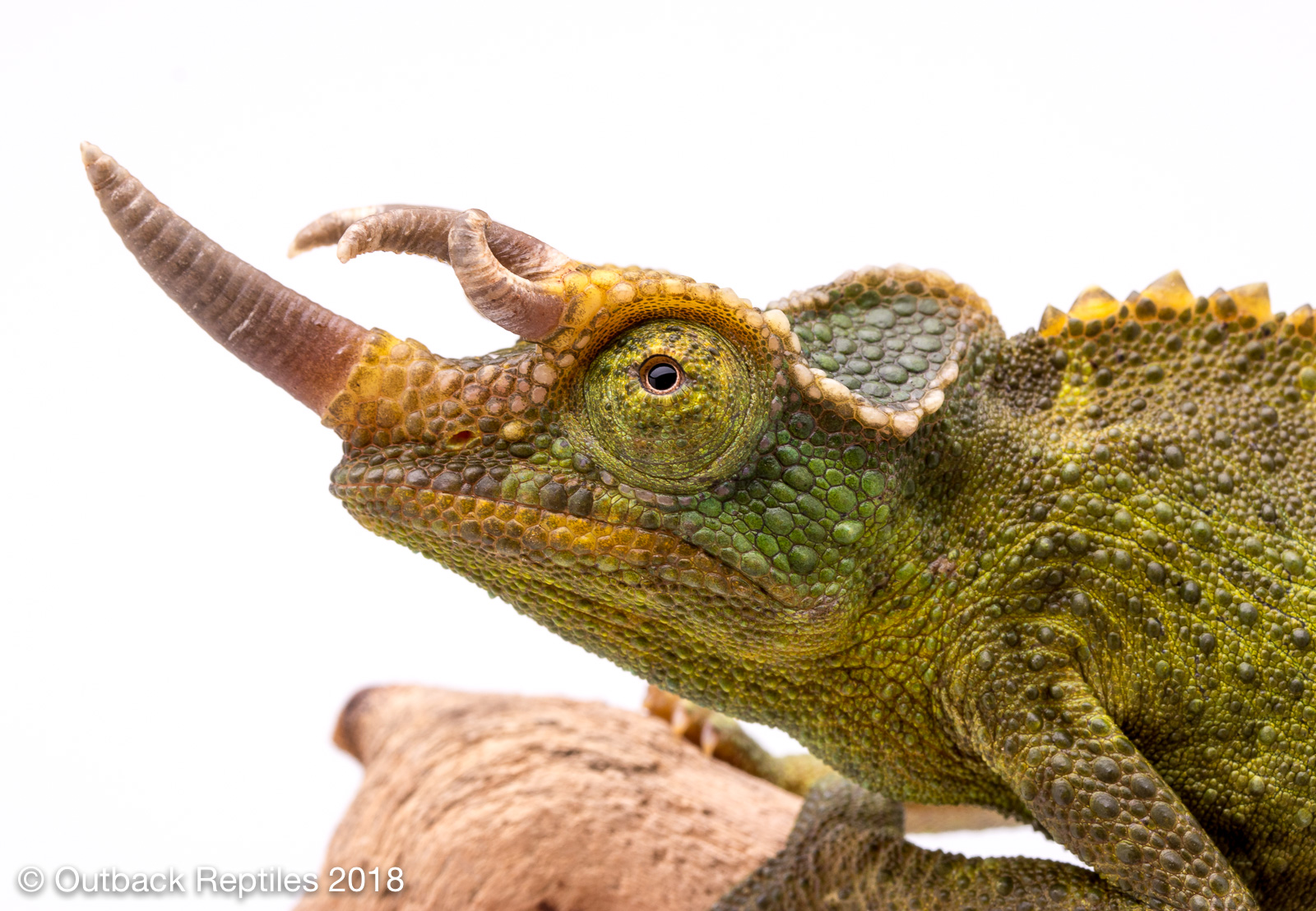 mutant jacksons chameleon | Outback Reptiles