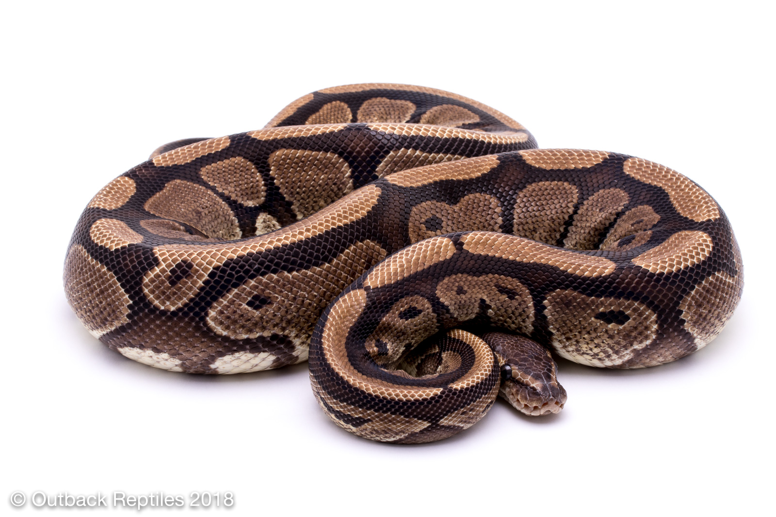 red stripe breeder male | Outback Reptiles