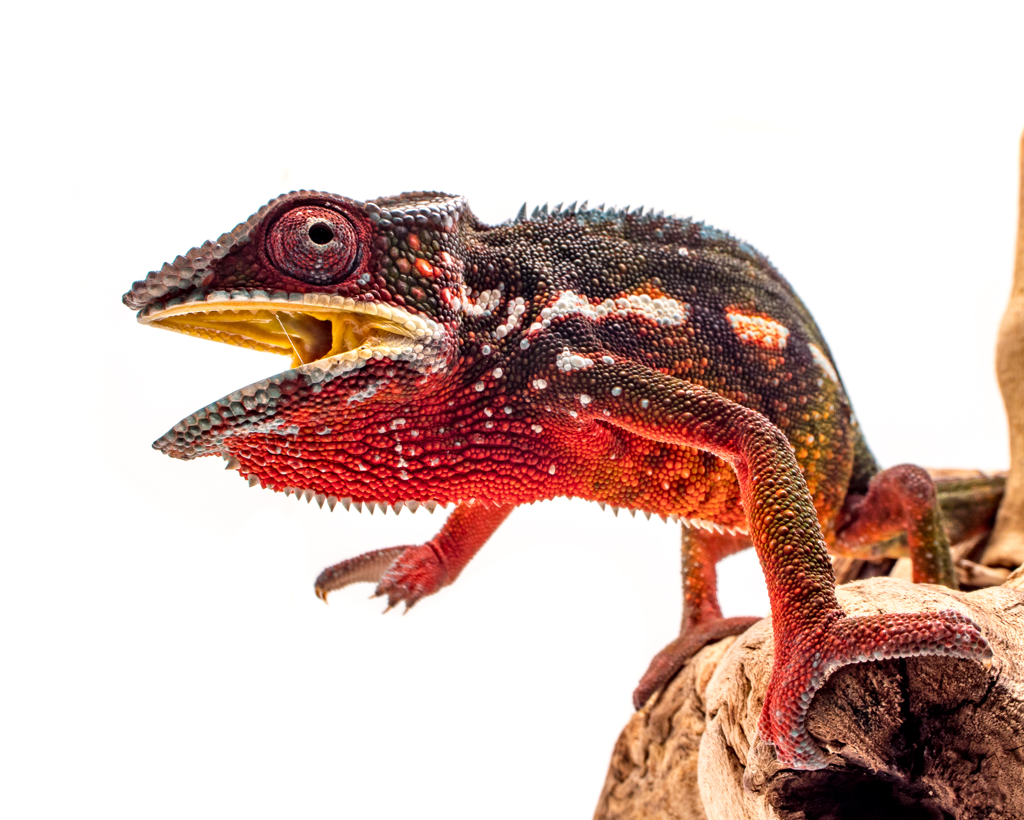AAA WAM Panther Chameleon | Outback Reptiles