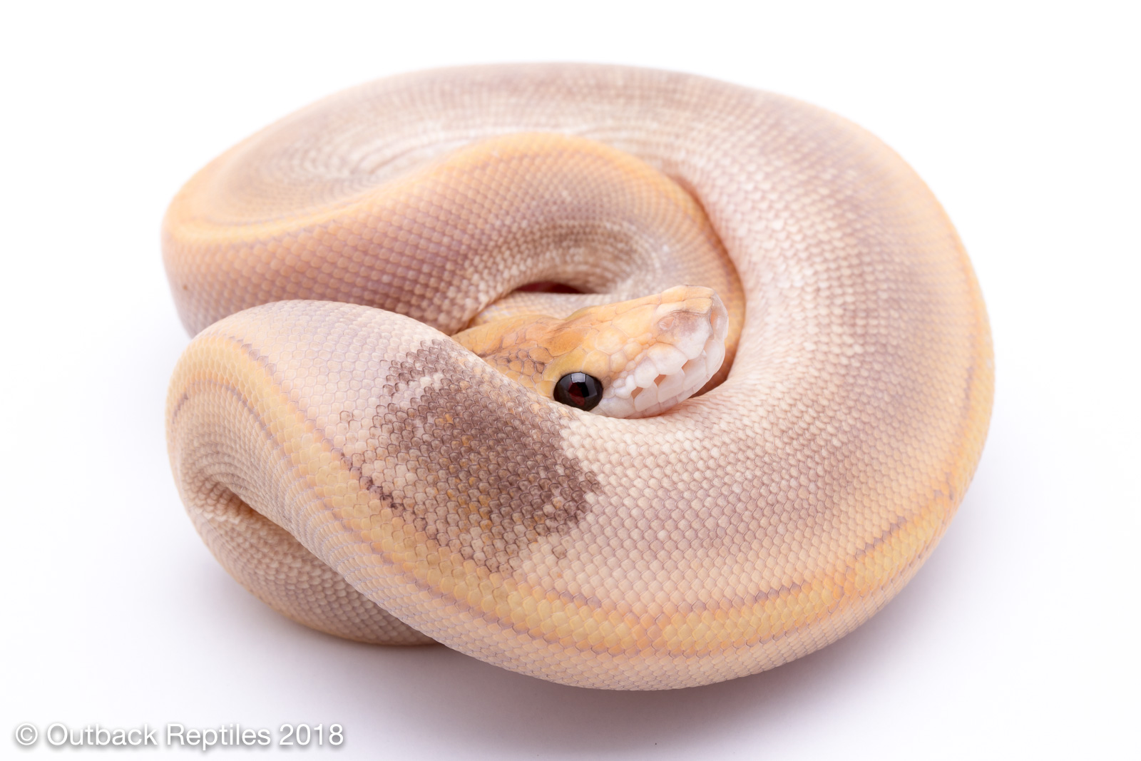 champagne lesser paradox | Outback Reptiles