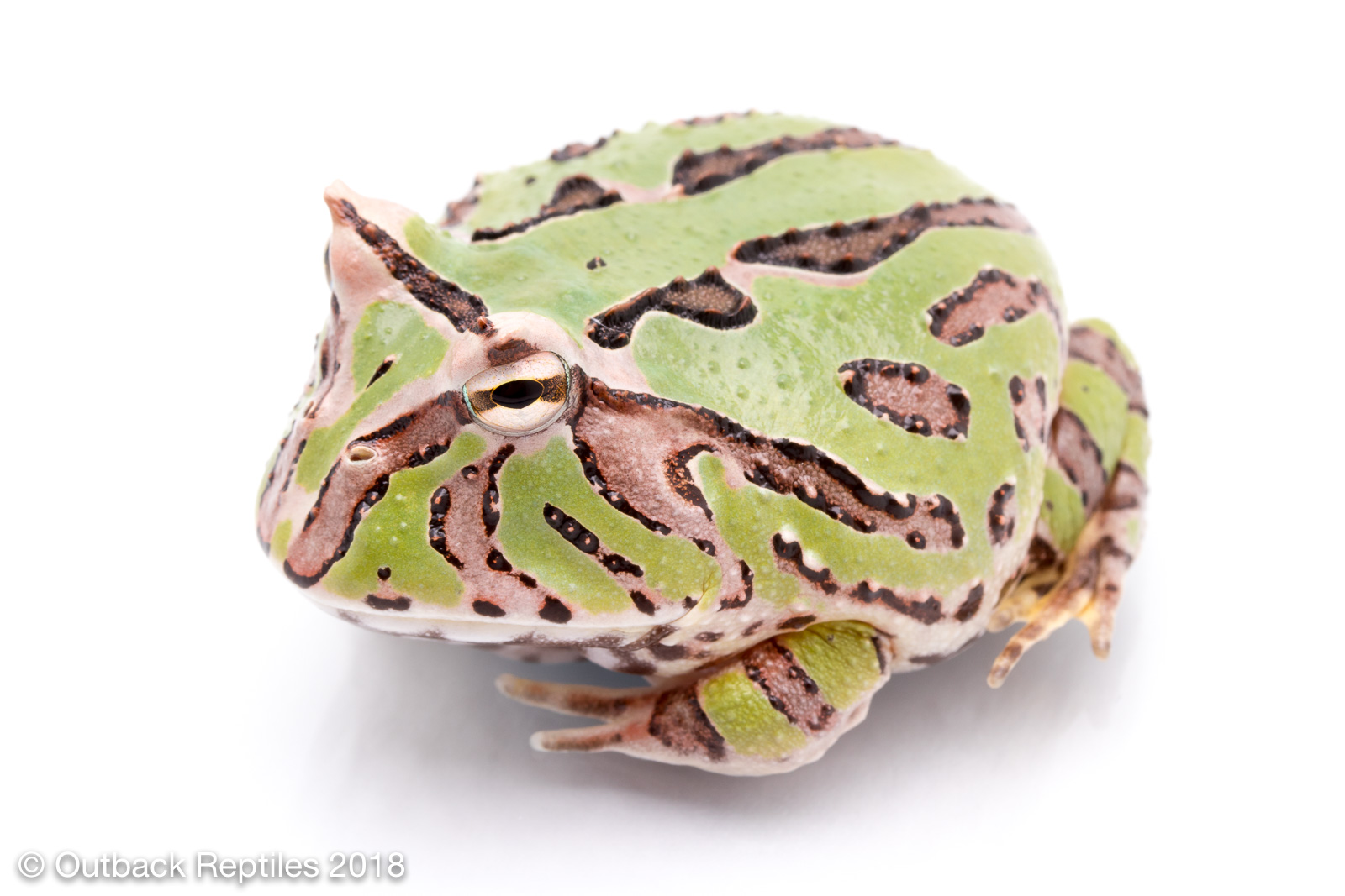 green pac man-2 | Outback Reptiles