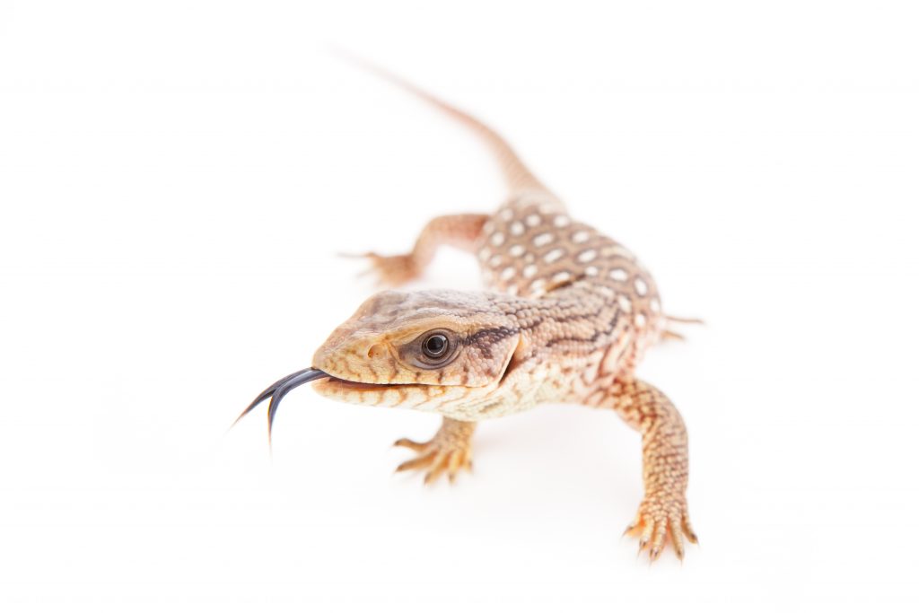 savannah monitor for sale | Outback Reptiles