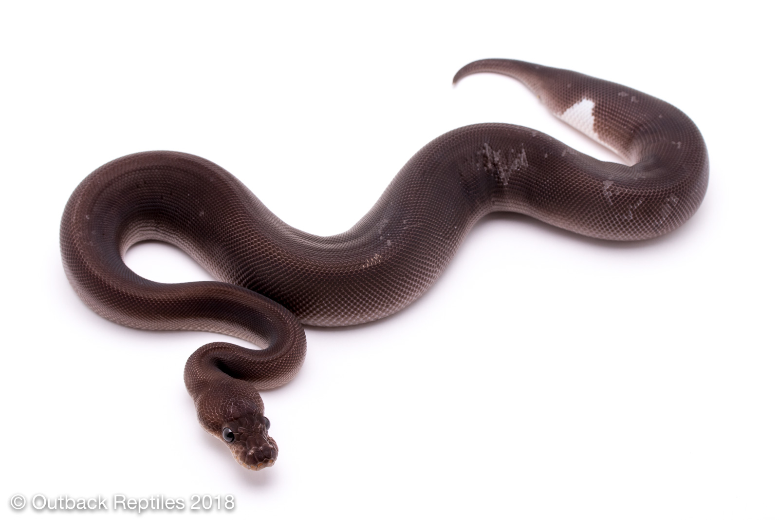 super black het pied | Outback Reptiles