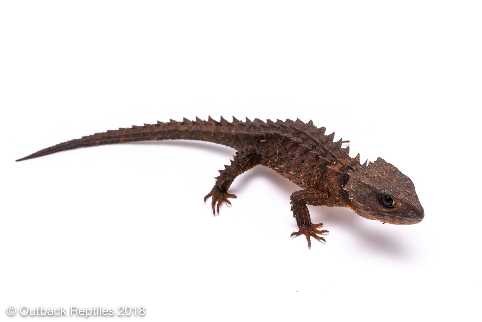 yellow eyed croc skink | Outback Reptiles