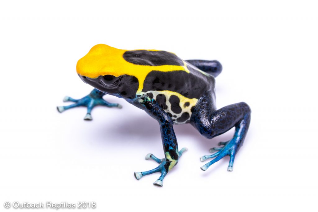 yellowhead dart frog | Outback Reptiles