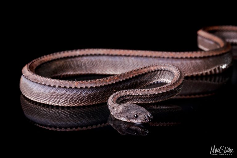 Dragon Snake Care Sheet | Outback Reptiles