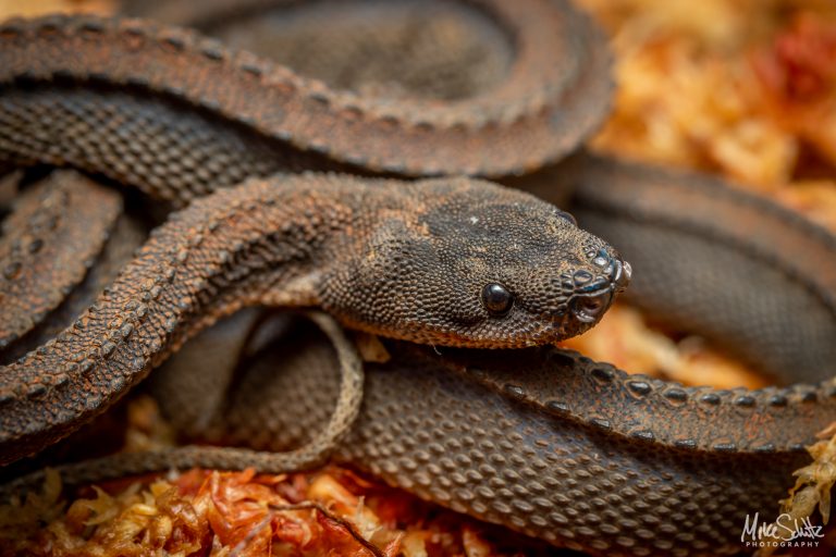 Dragon Snake Care Sheet | Outback Reptiles