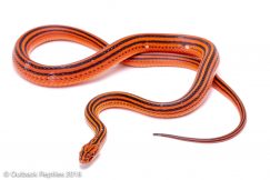 Outback Reptiles - Your Reptile One Stop Shop! | Outback Reptiles