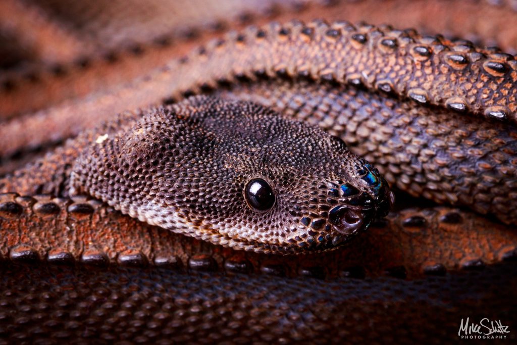 Dragon Snake Care Sheet | Outback Reptiles