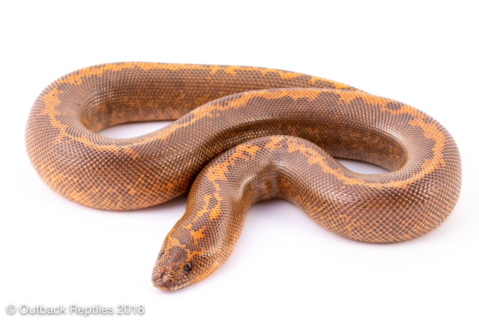 striped kenyan sand boa | Outback Reptiles