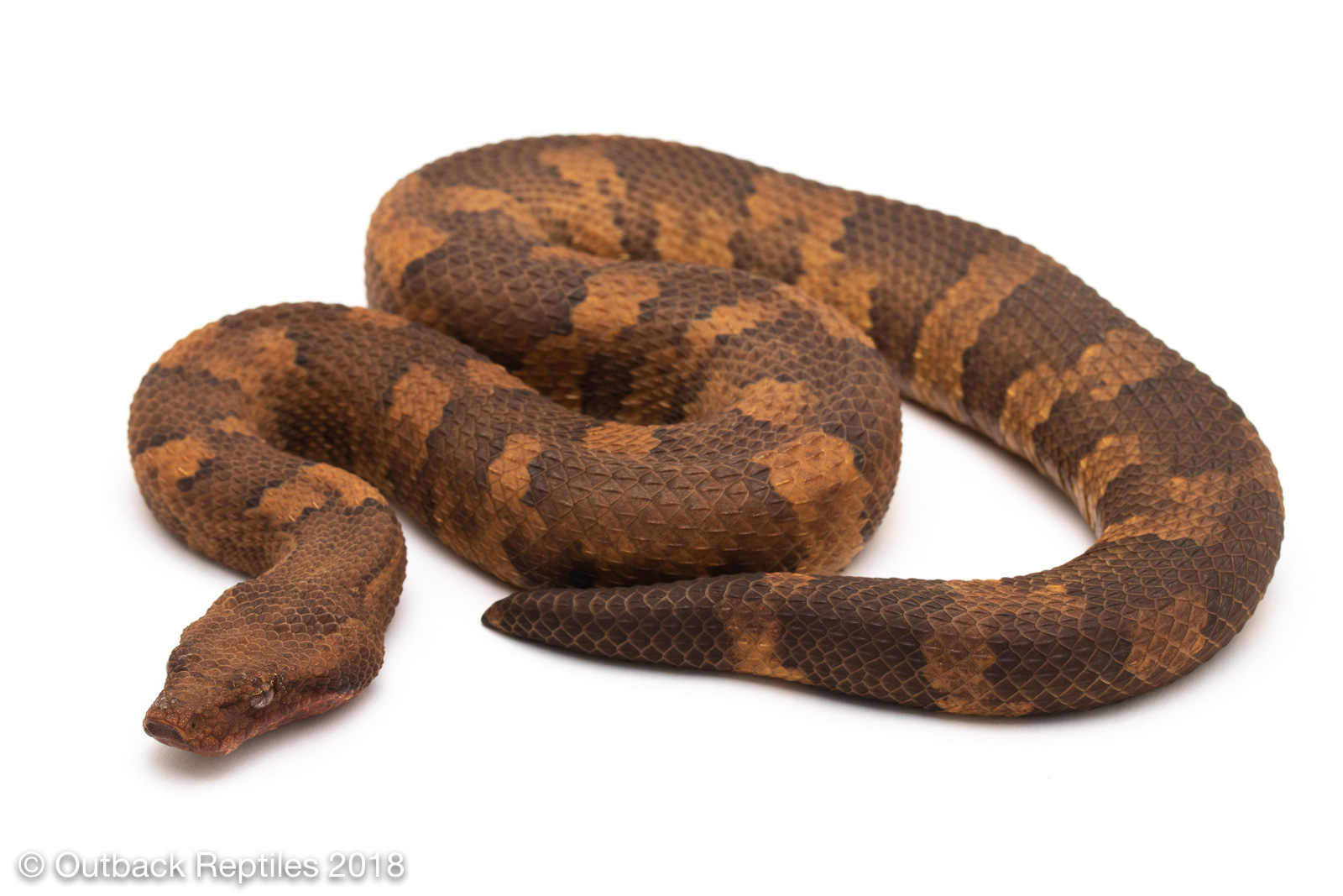 brown viper boa male | Outback Reptiles