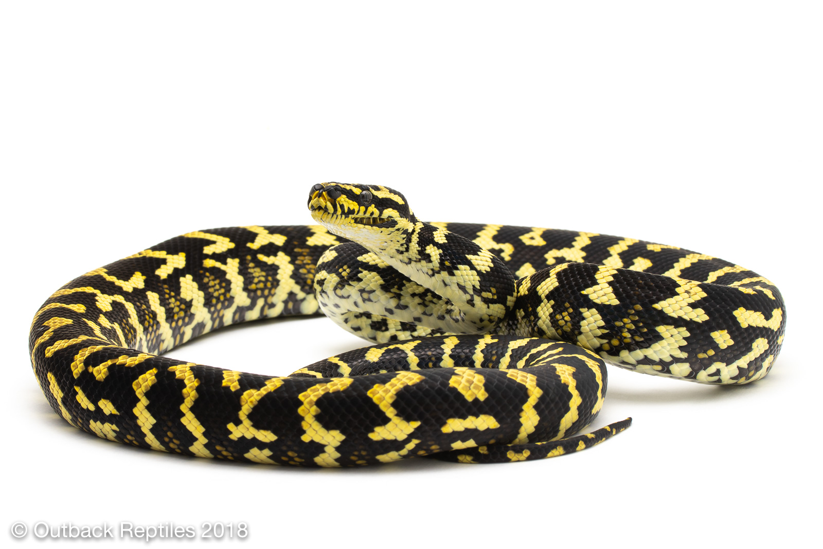 Pythons | Outback Reptiles