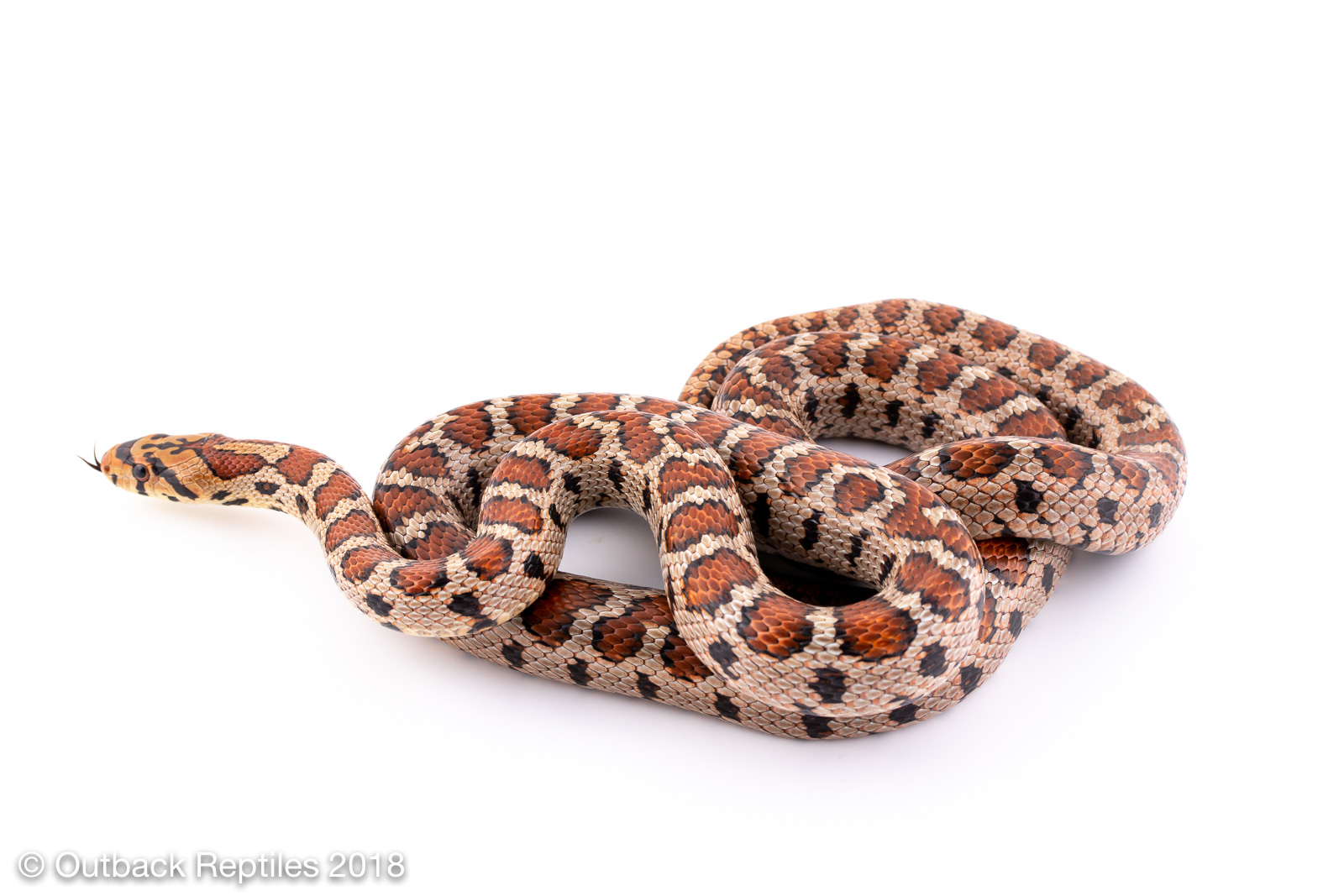 leopard ratsnake-3 | Outback Reptiles