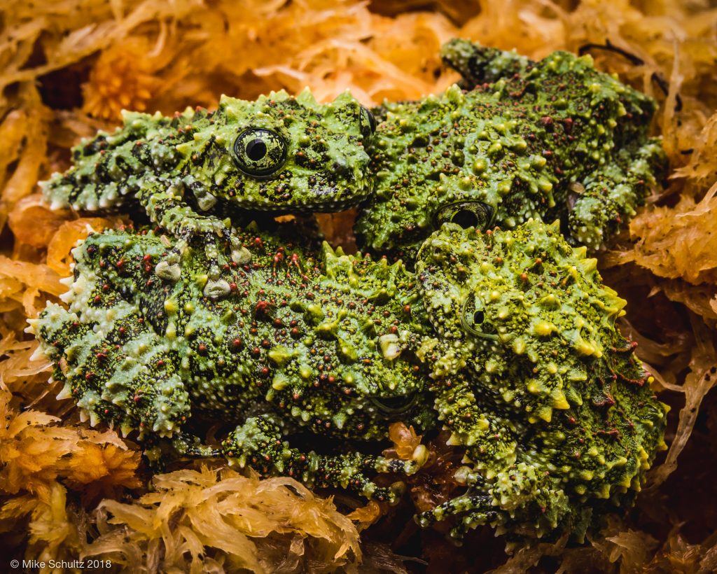 mossy frogs | Outback Reptiles