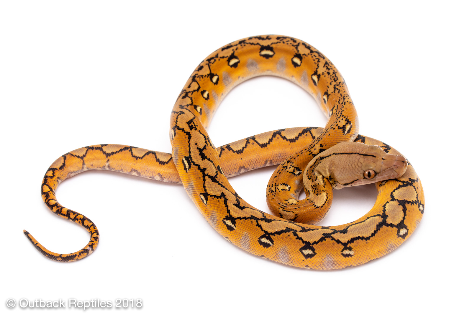 platinum sunfire retic female | Outback Reptiles
