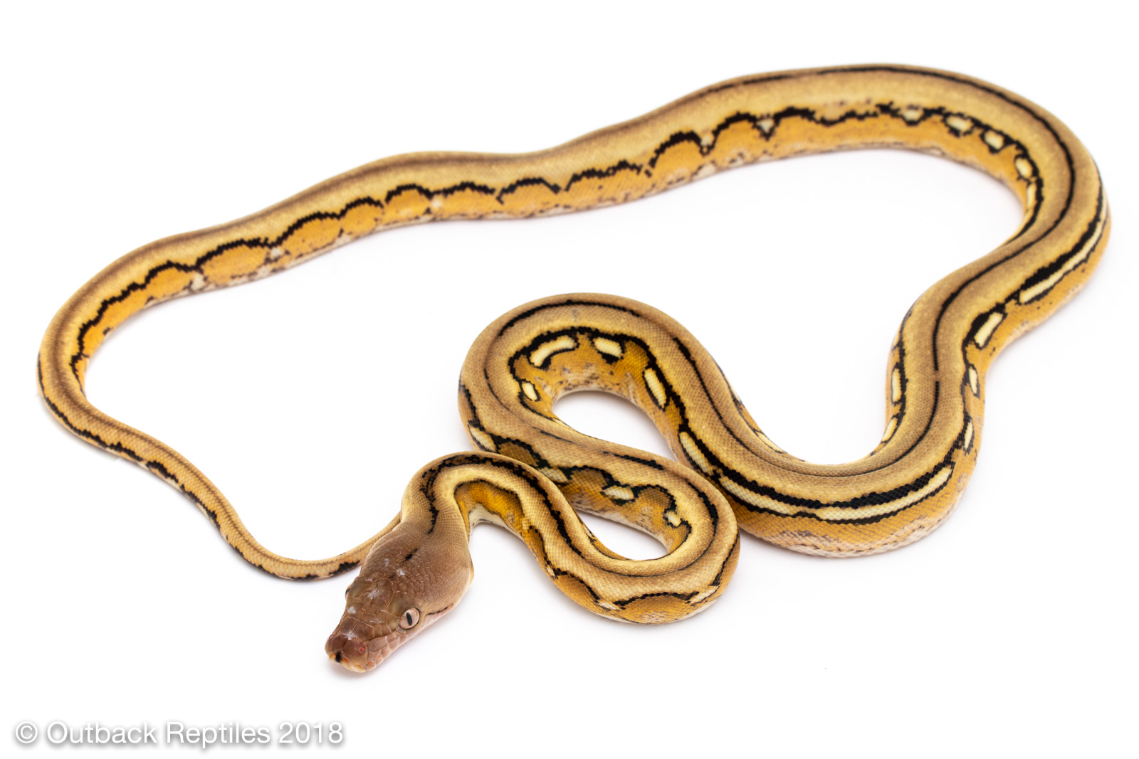 platinum suntiger female | Outback Reptiles