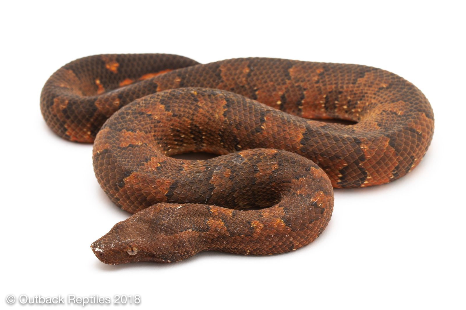 red viper boa male | Outback Reptiles