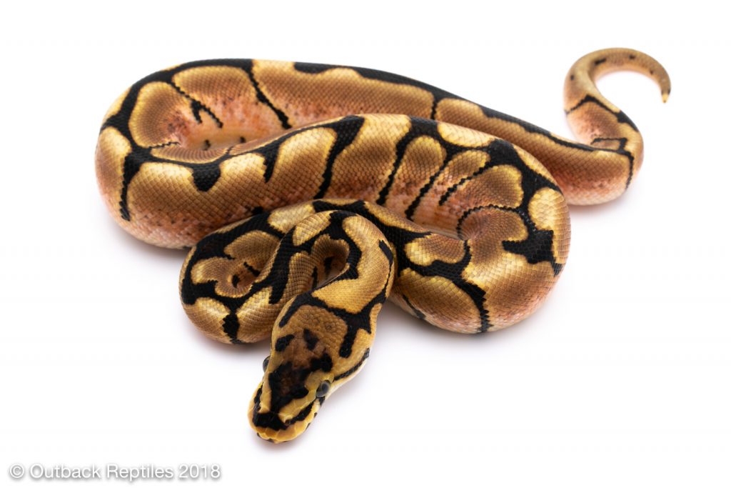 spider ph clown male | Outback Reptiles