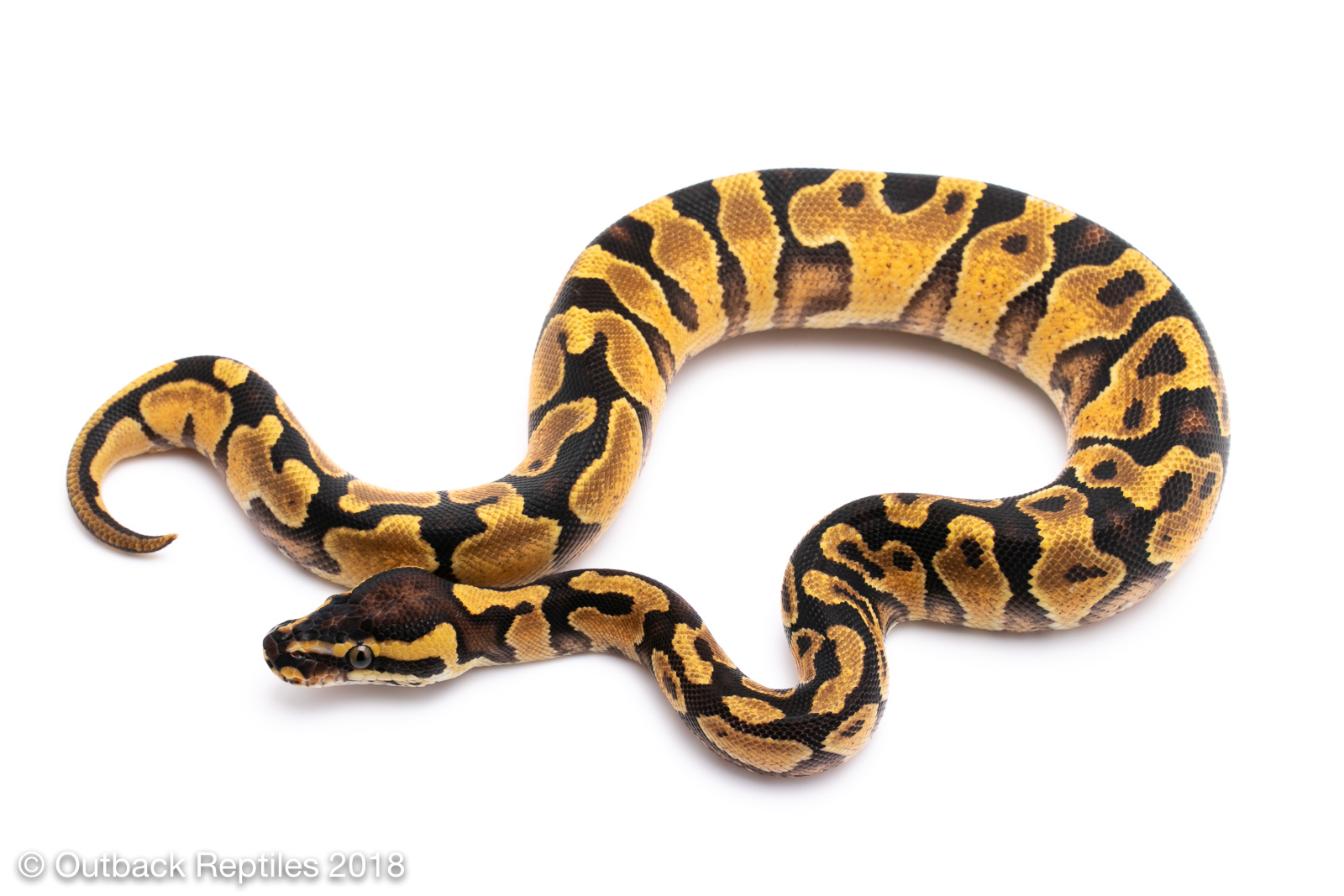 super enchi male | Outback Reptiles