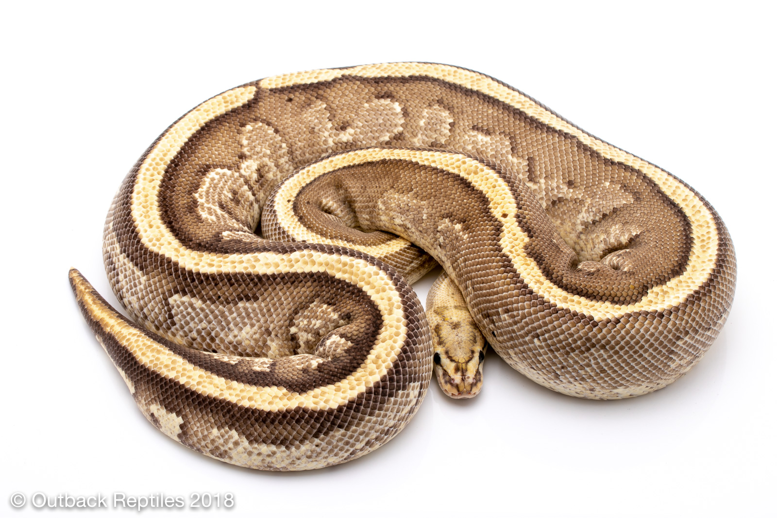 super stripe female 1 | Outback Reptiles