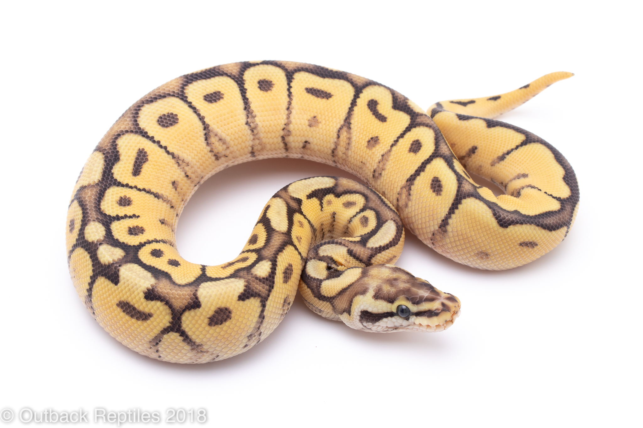 1.0 OD bongo spider pastel lesser | Outback Reptiles