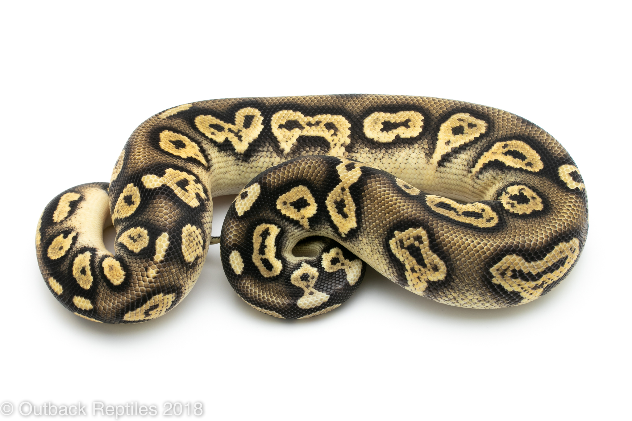 bh super pastel ghost ringer female | Outback Reptiles