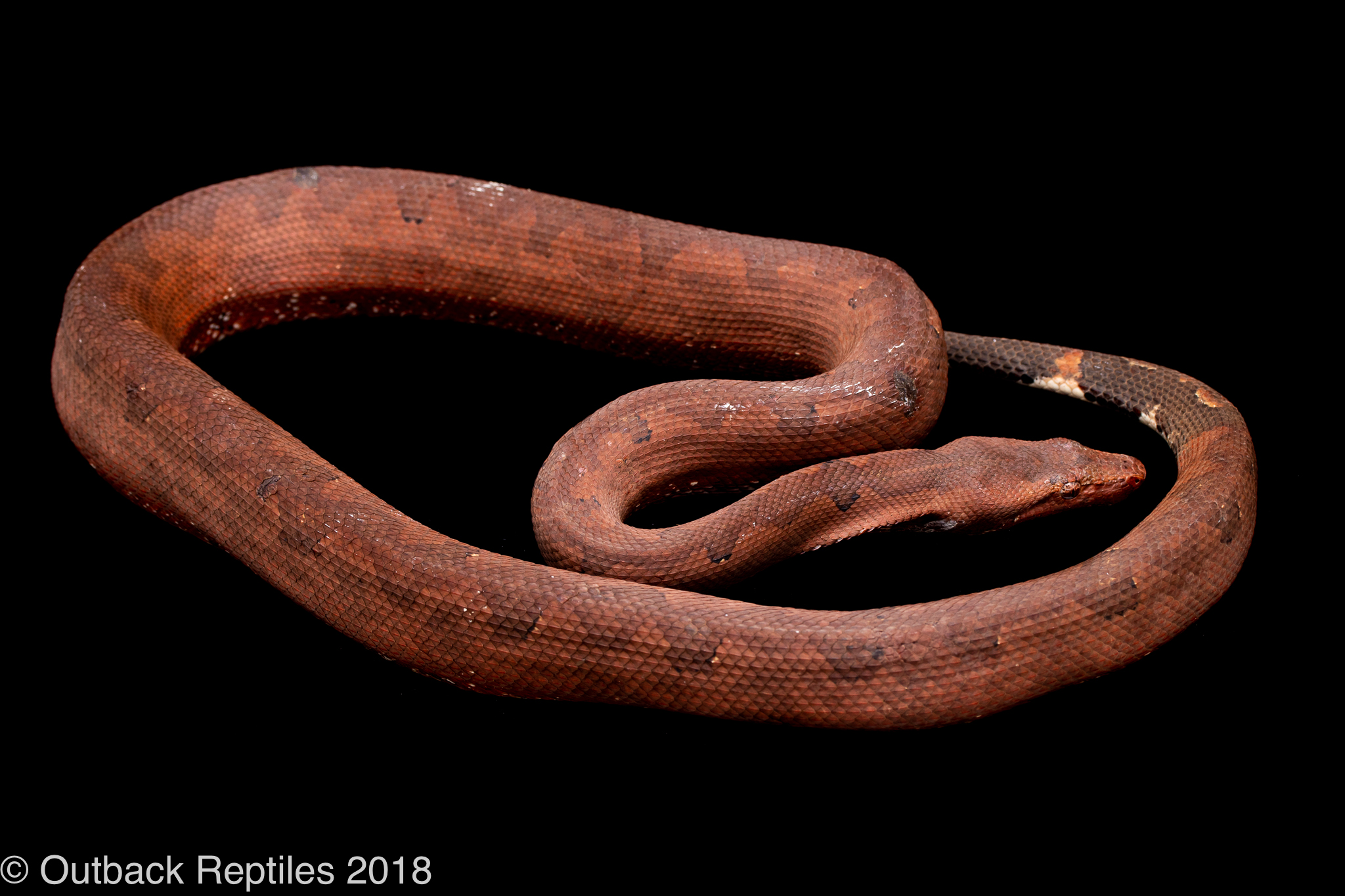 red solomon boa | Outback Reptiles