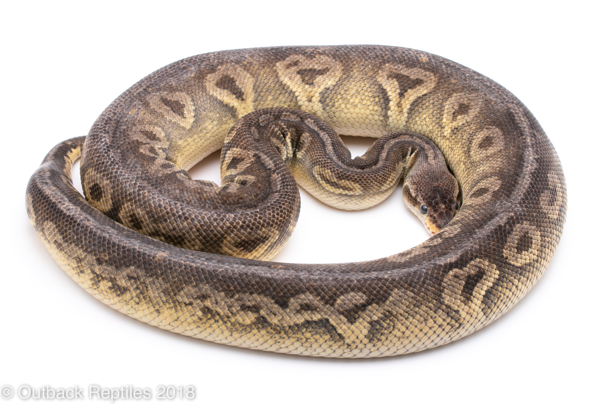 sterling female | Outback Reptiles