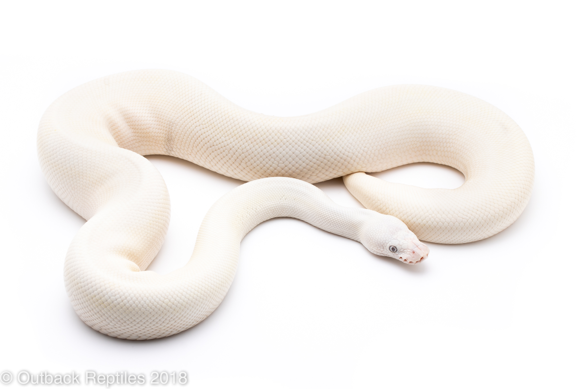 Super Lesser Ball Python