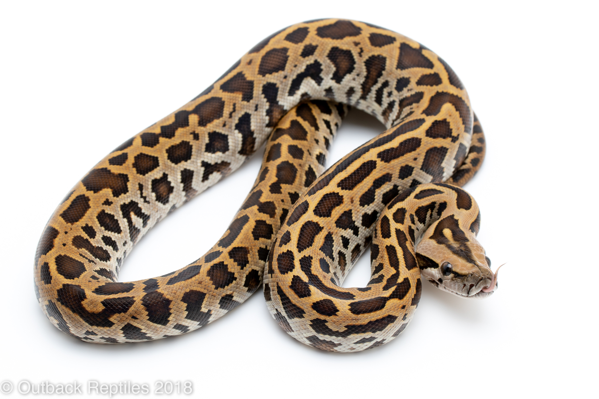 burmese male | Outback Reptiles