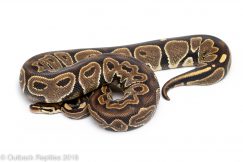 Outback Reptiles - Your Reptile One Stop Shop! | Outback Reptiles