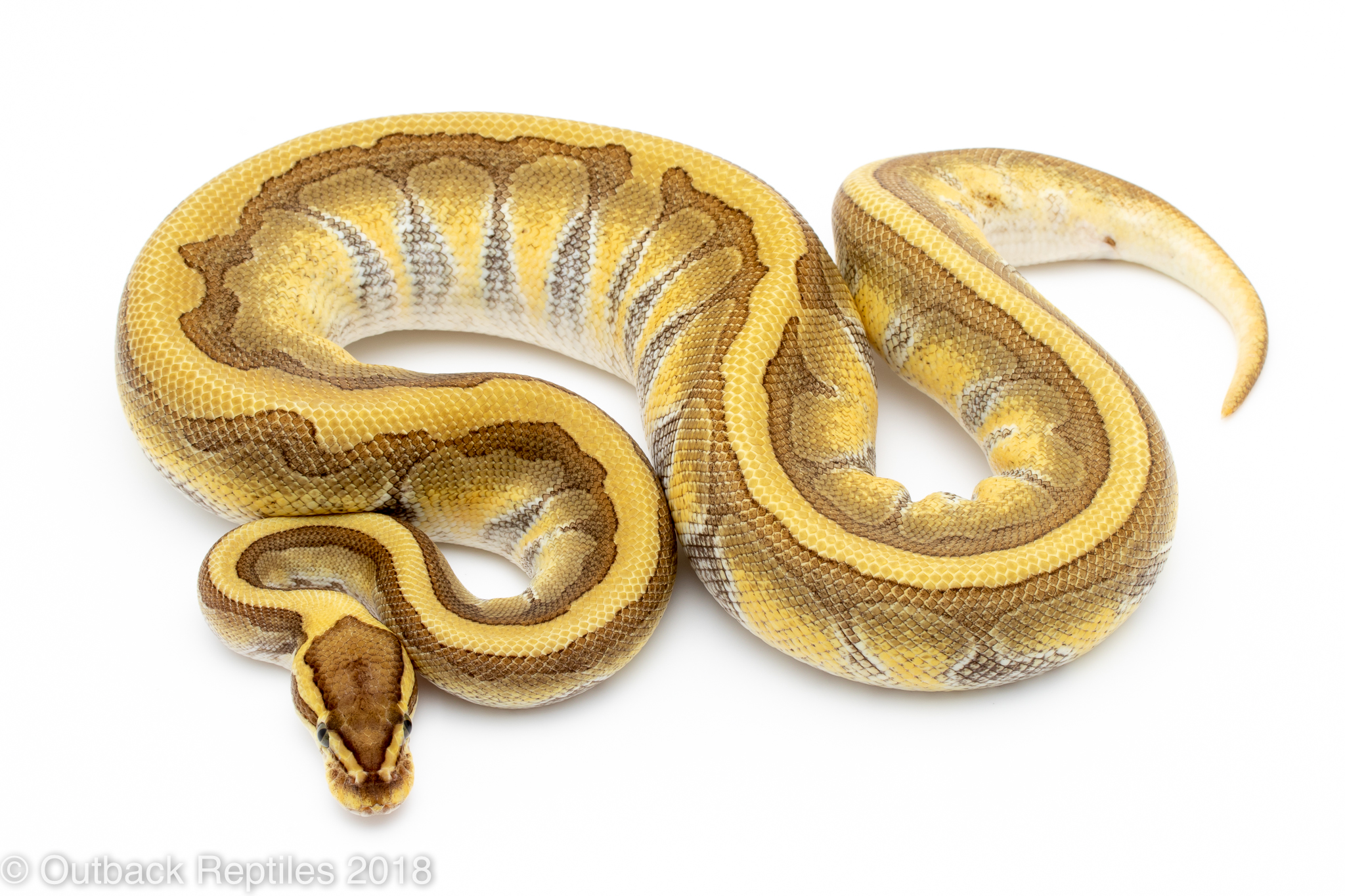 kingpin enchi male | Outback Reptiles