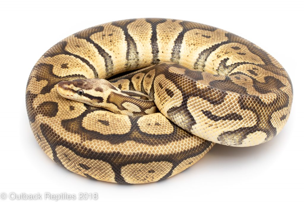 pastel sulfur | Outback Reptiles