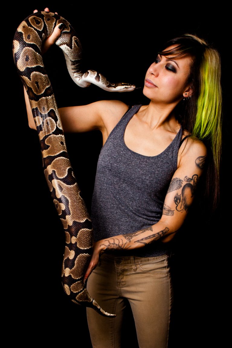 Volta Ball Pythons | Outback Reptiles